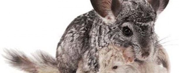 Cuidados básicos de las chinchillas – Animales Web