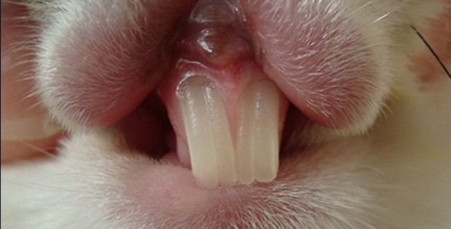 Los dientes de los conejos | Animales Web